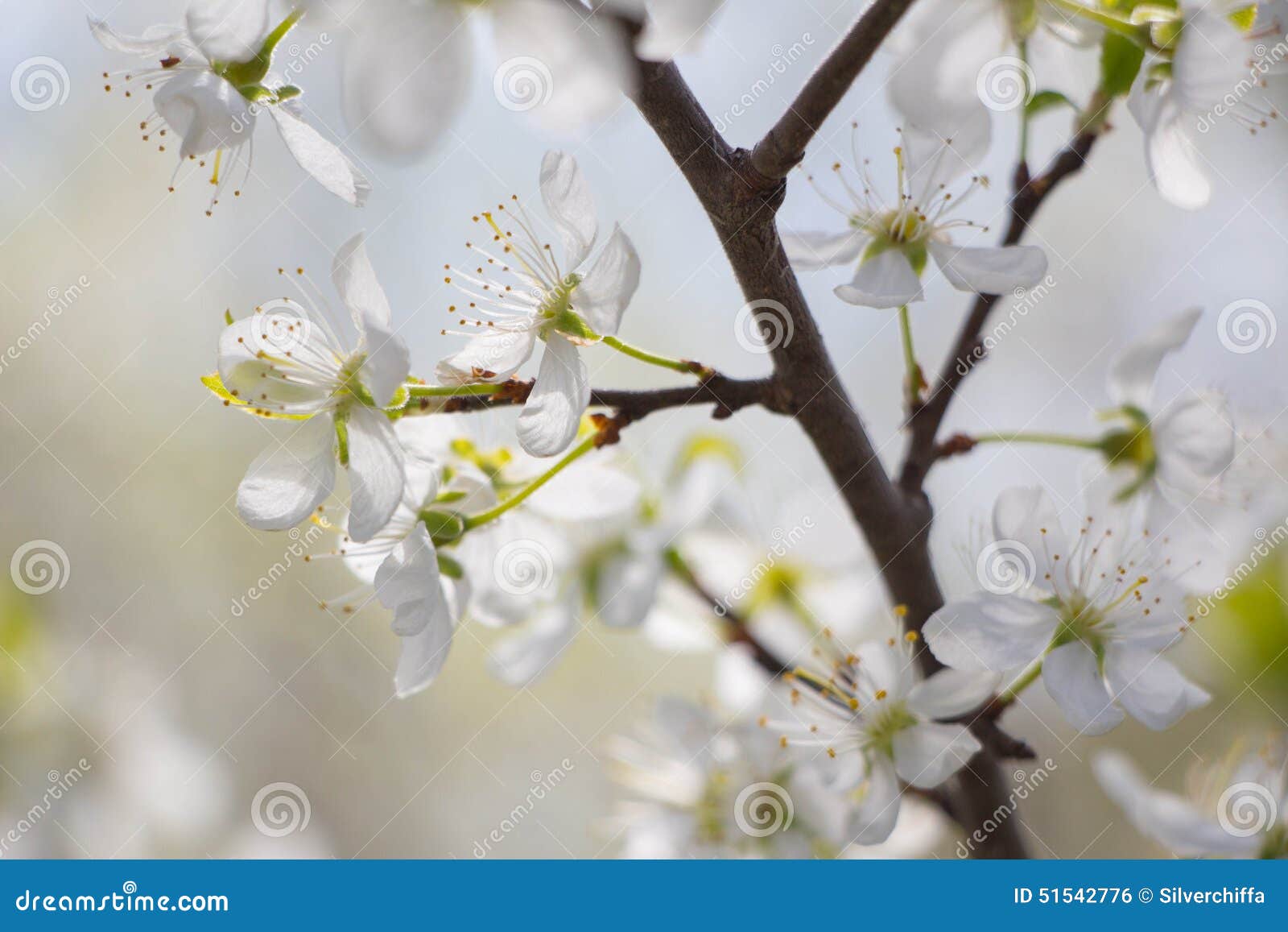 White Plum Tree Spring Blossom Stock Photo - Image of foreground ...