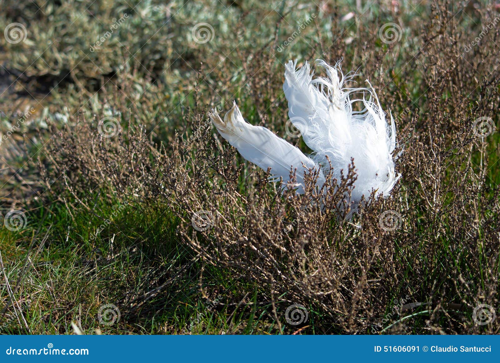 White plume stock image. Image of bird, green, organic - 51606091