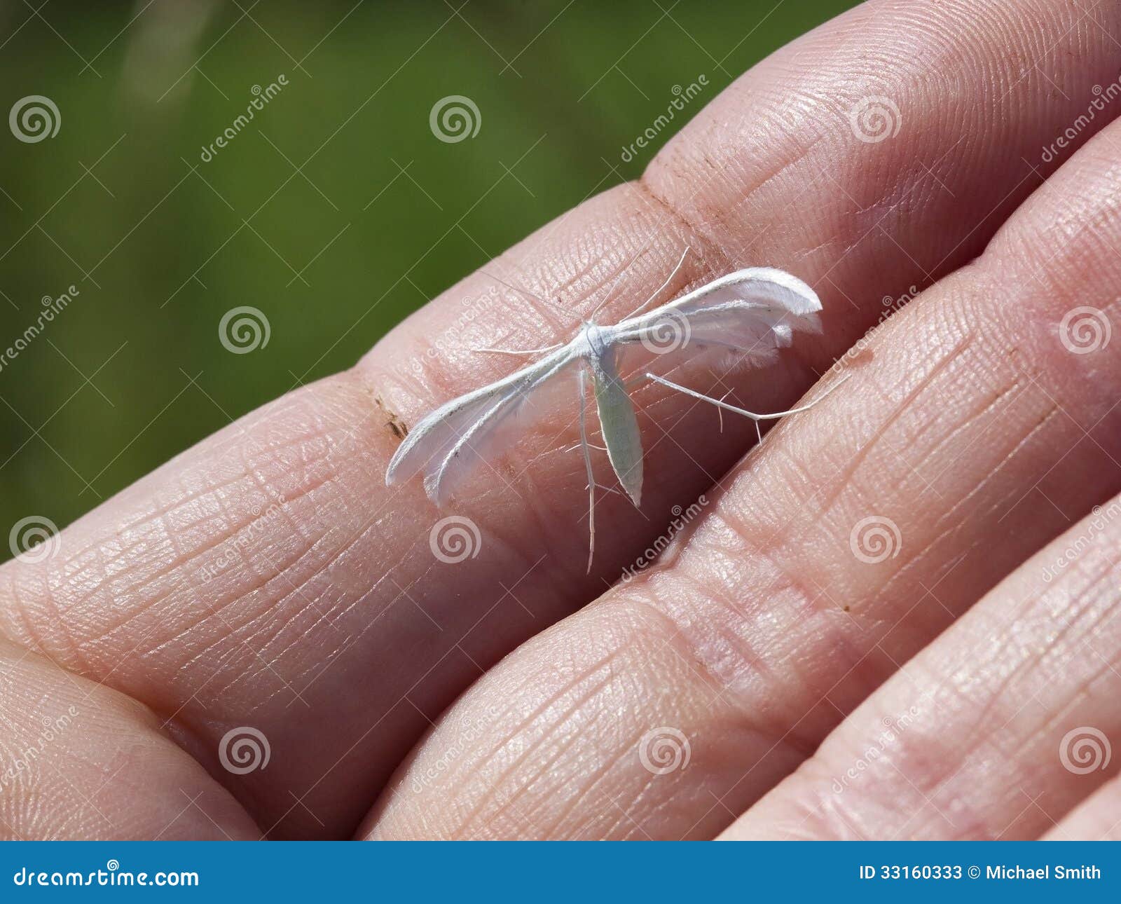 White plume moth on a hand stock image. Image of animals - 33160333