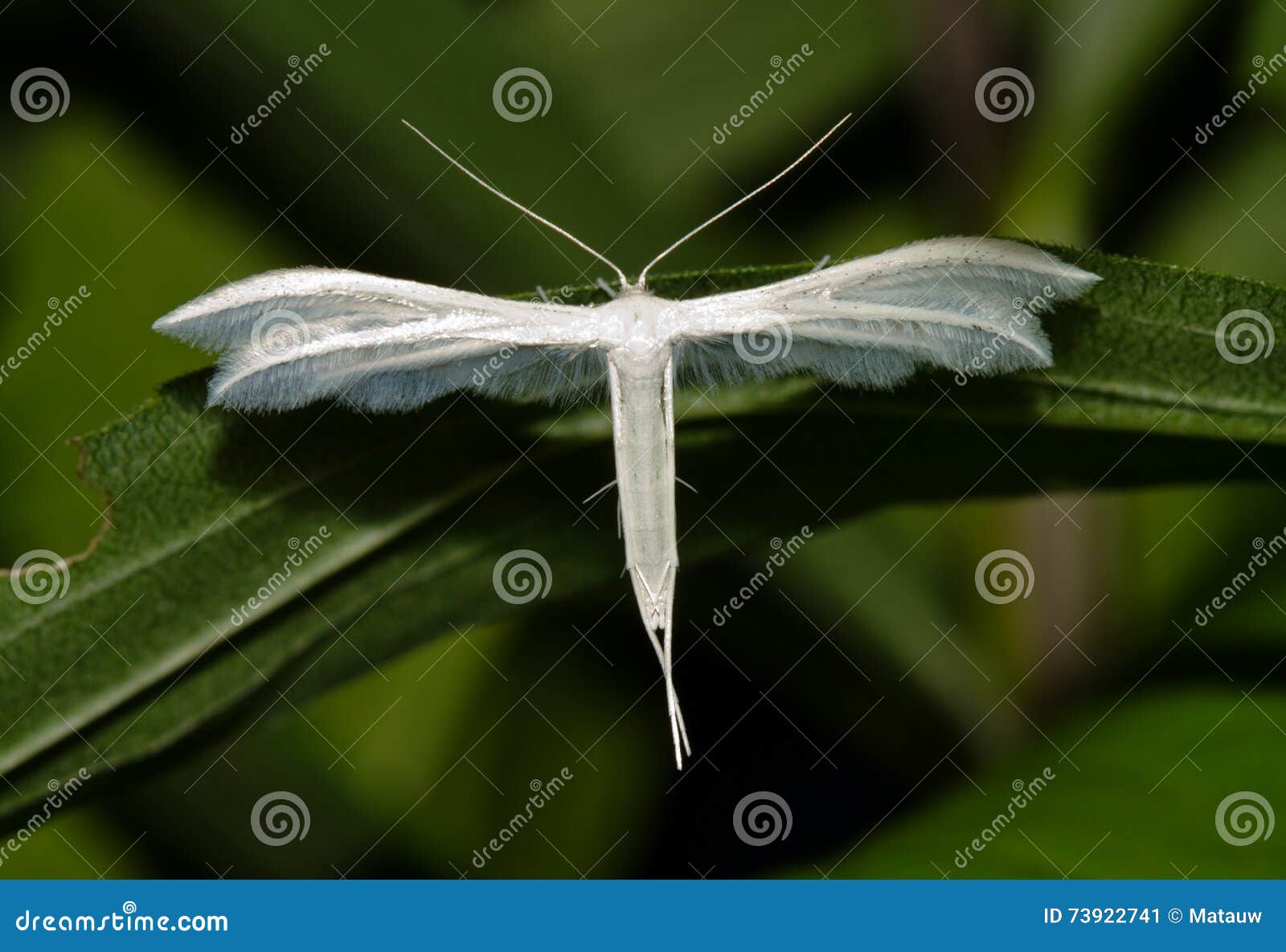 White plume moth stock image. Image of white, plumes - 73922741