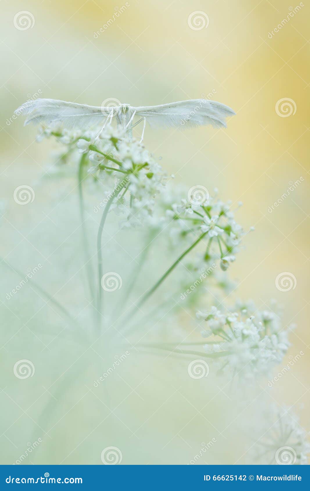 White Plume Moths, Pterophorus Pentadactyla in Soft Focus Stock Photo ...