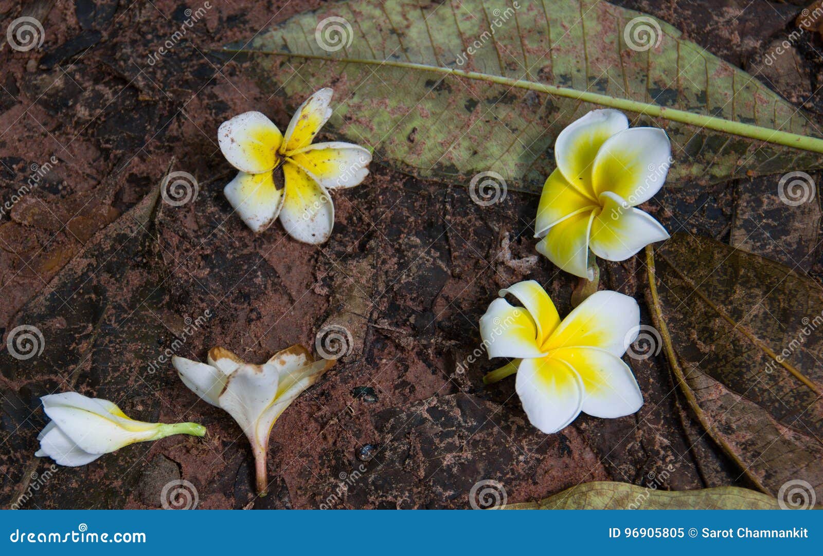 White Plumeria Flower Falling on the Ground. Stock Image - Image of ...