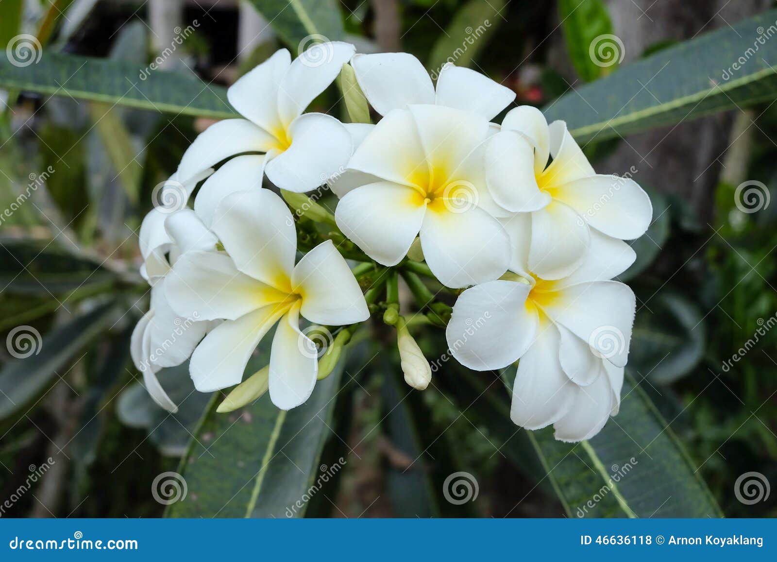White Plumeria stock photo. Image of petal, natrue, leaf - 46636118