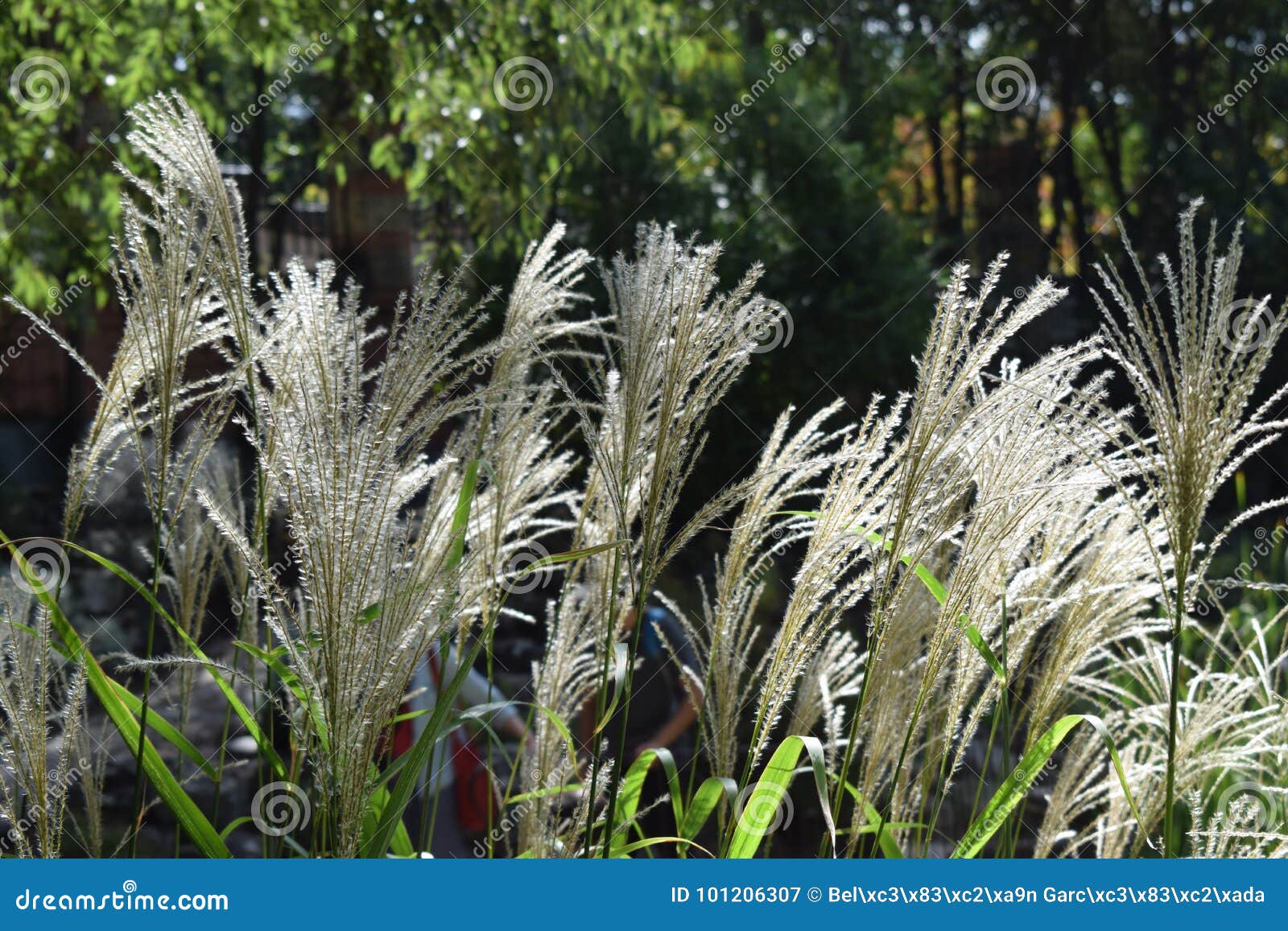 White plumes stock image. Image of plumes, sunny, fresh - 101206307