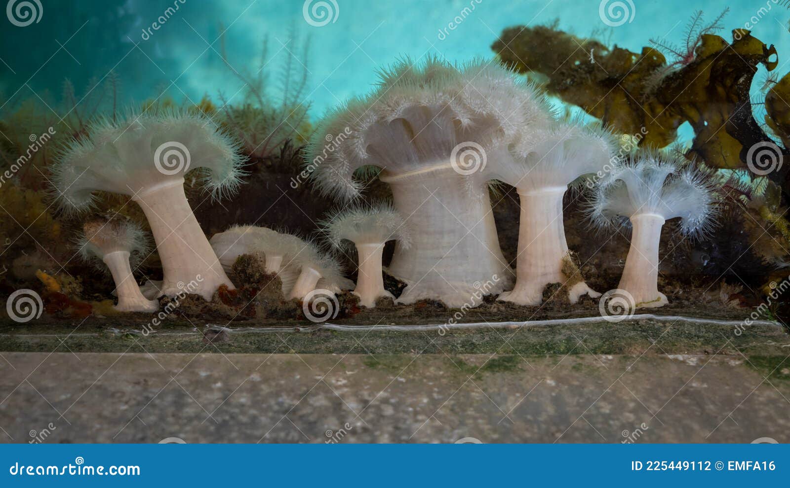 White Plumose Anemones Growing in Harbour, County Dublin Stock Photo ...