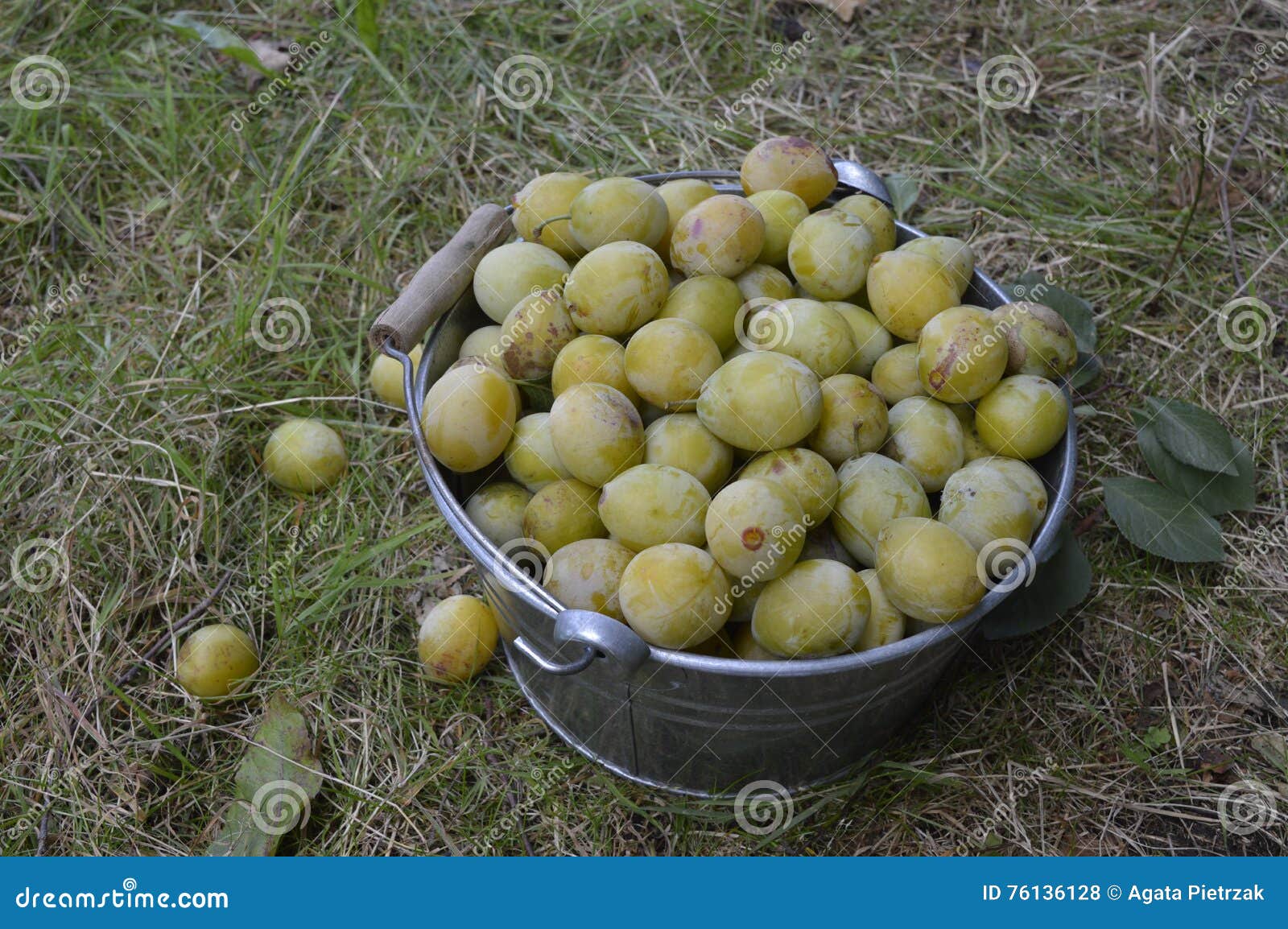 White plums stock photo. Image of orchard, galvanized - 76136128