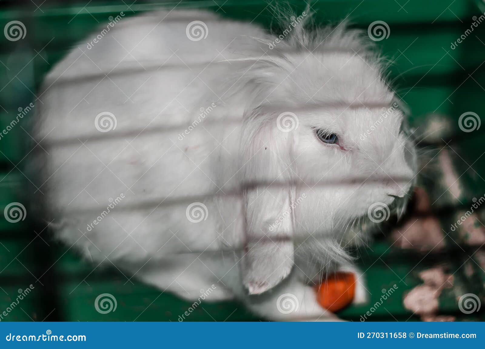 A White Pointed-eared Rabbit in a Cage Stock Photo - Image of baby ...