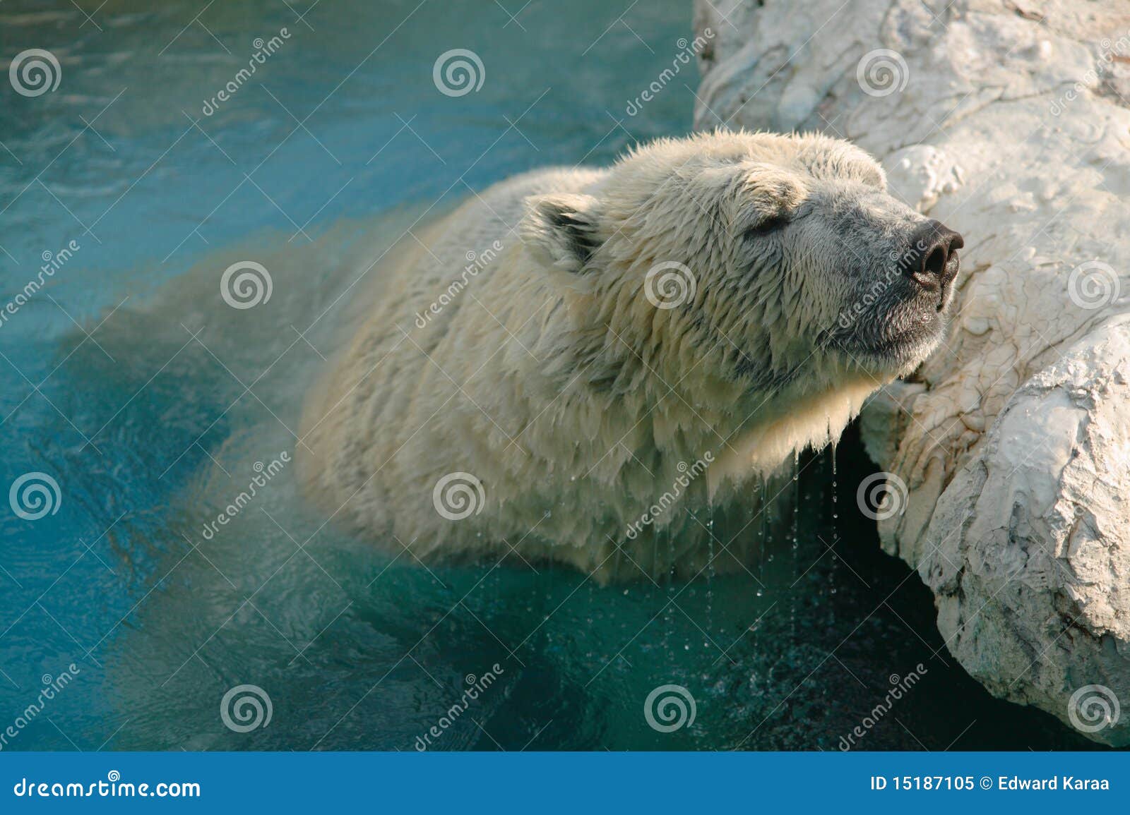 White Polar Bear stock image. Image of bear, carnivores - 15187105