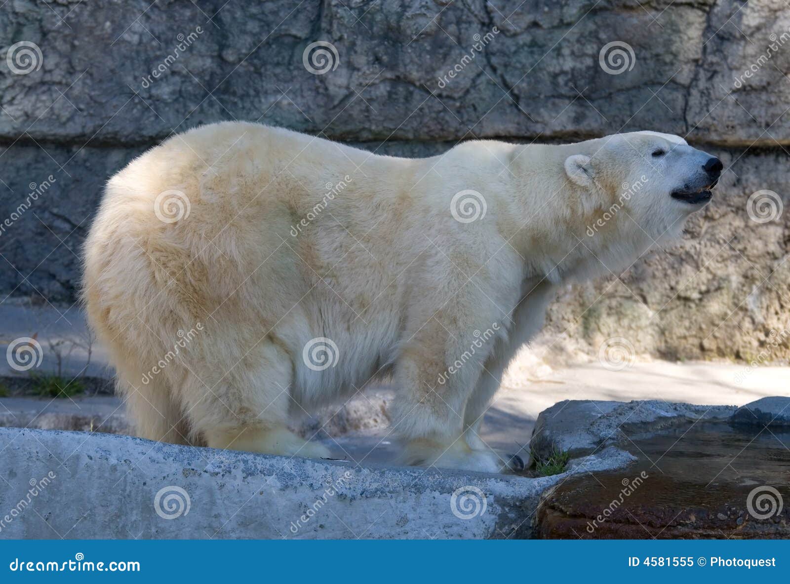 White Polar Bear stock image. Image of white, mammal, wildlife - 4581555