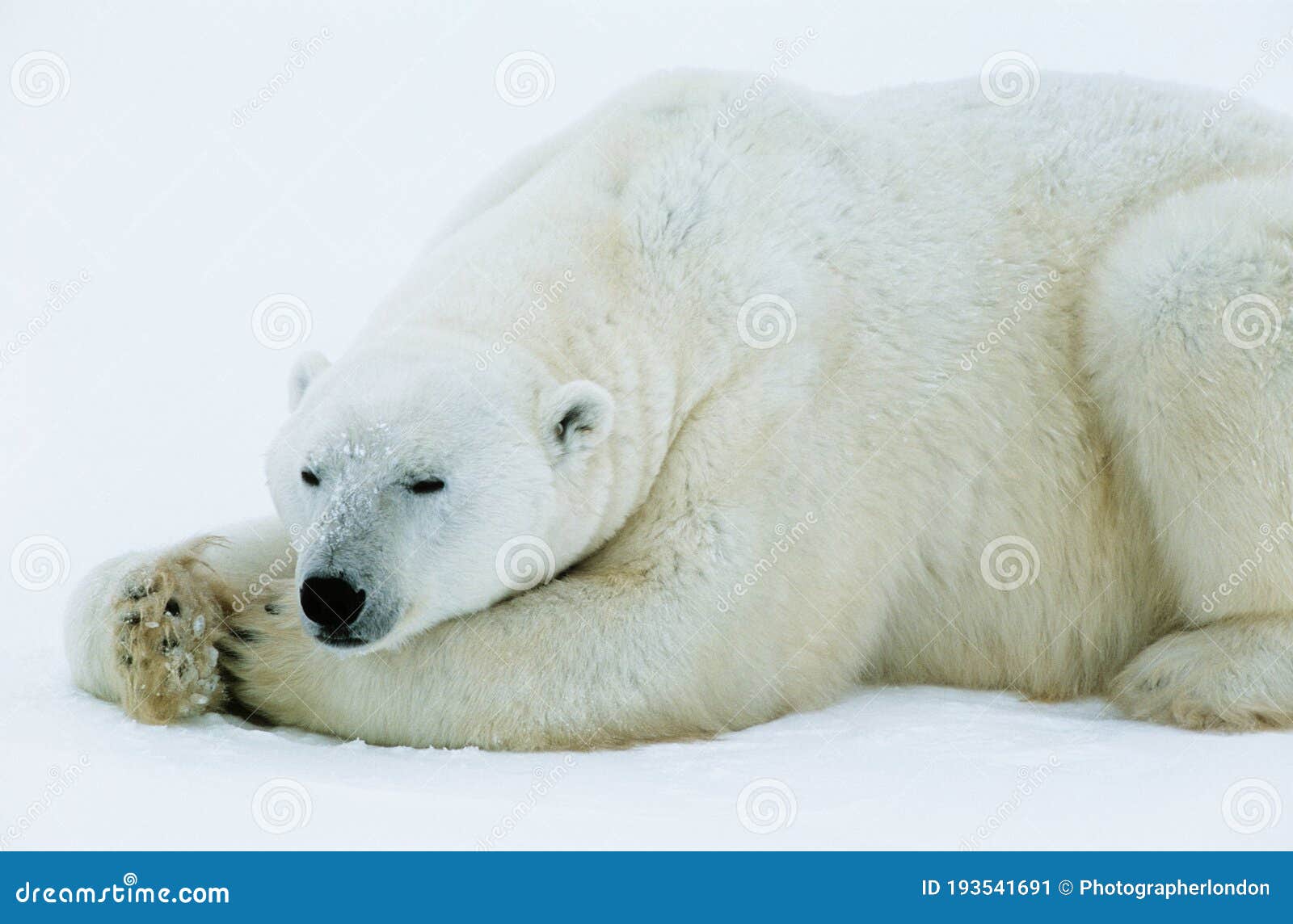 White Polar Bear Sleeping on Ice Stock Image - Image of north, northern ...