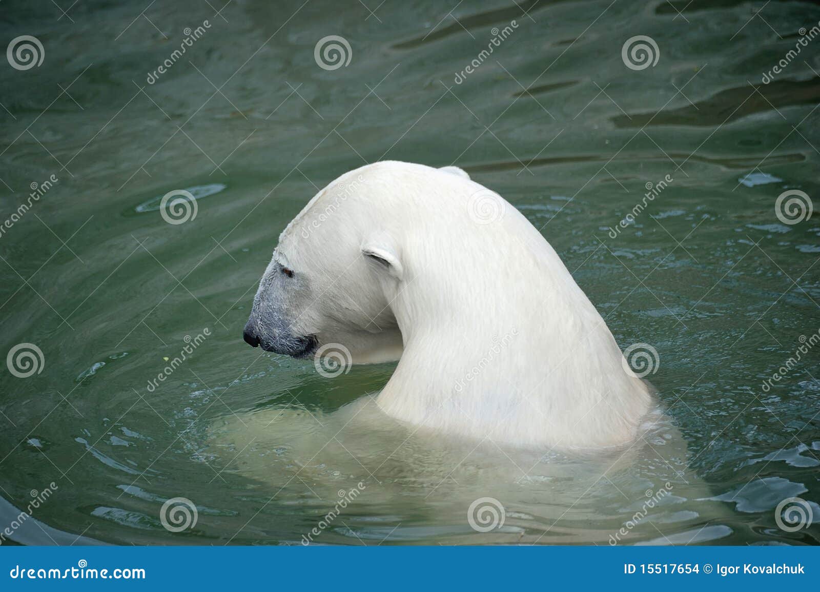White polar bear swimming stock photo. Image of nature - 15517654