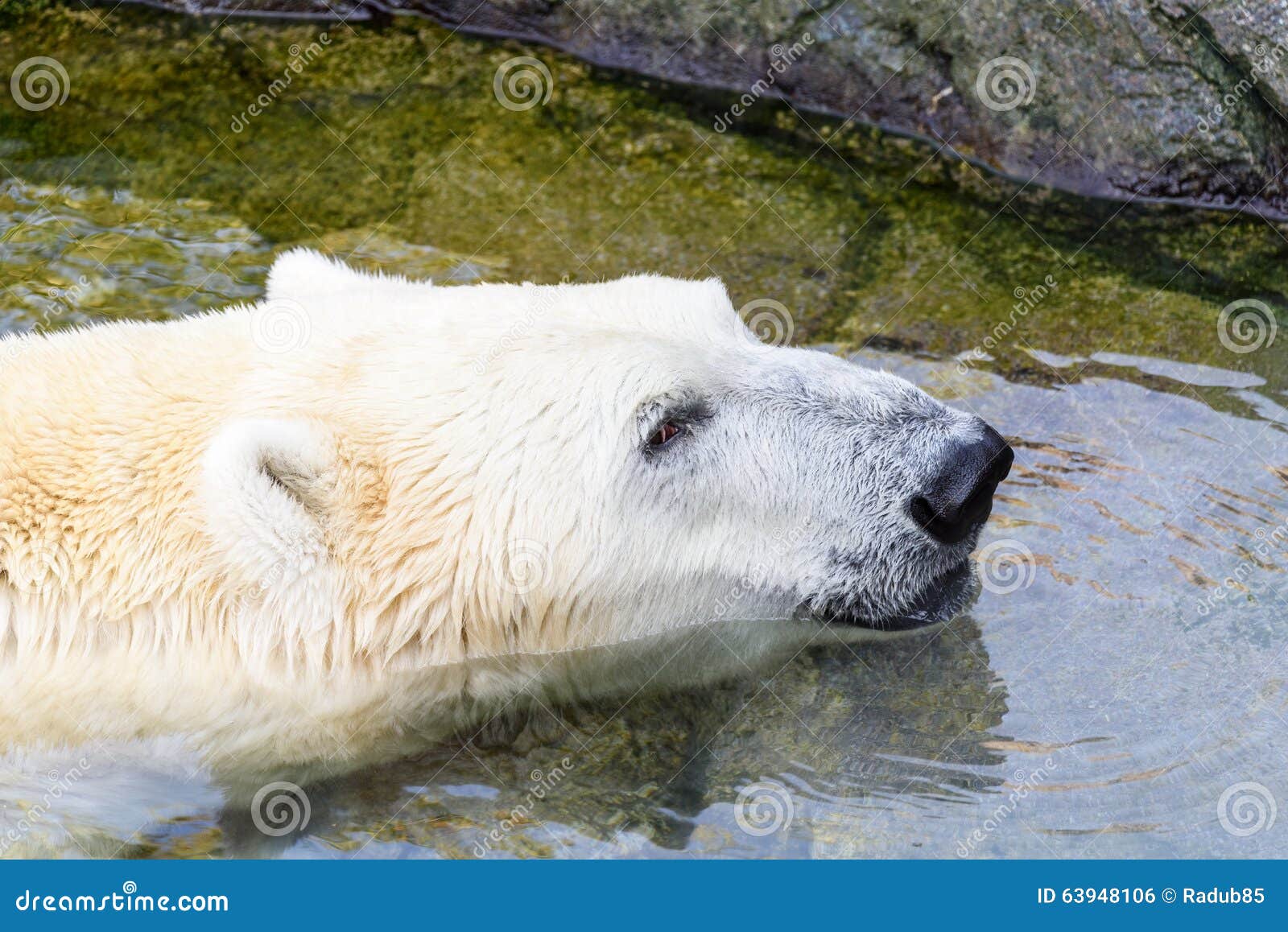 White Polar Bear in Water stock photo. Image of relaxing - 63948106