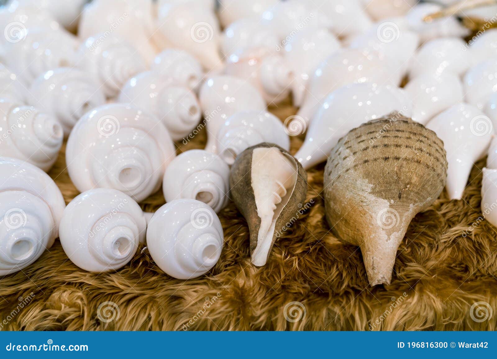 White Polished Conch Shell, Thai Style Stock Photo - Image of conch ...