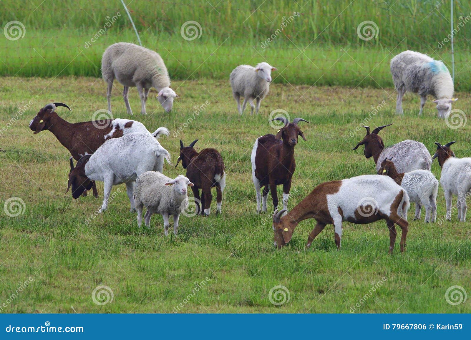 White Polled Heath and Boer Goat Stock Photo - Image of heidschnucke ...