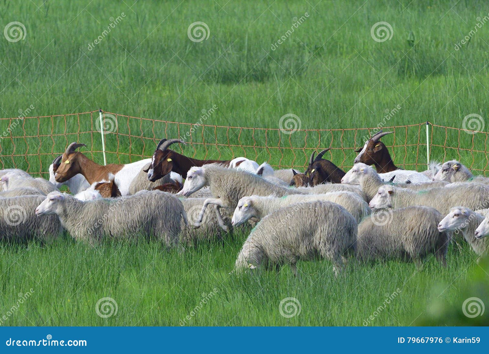 White Polled Heath and Boer Goat Stock Photo - Image of herd, meat ...