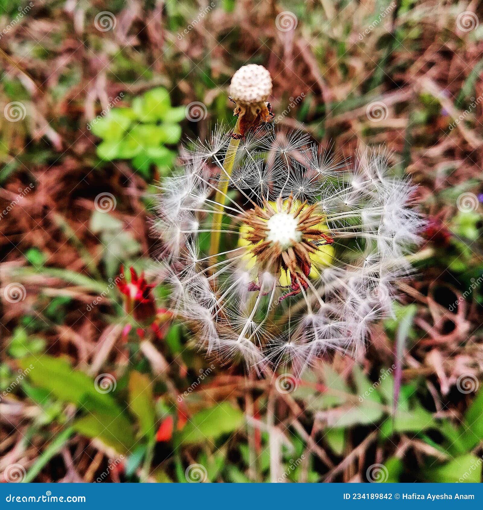 White pollen flower bud stock photo. Image of flower - 234189842