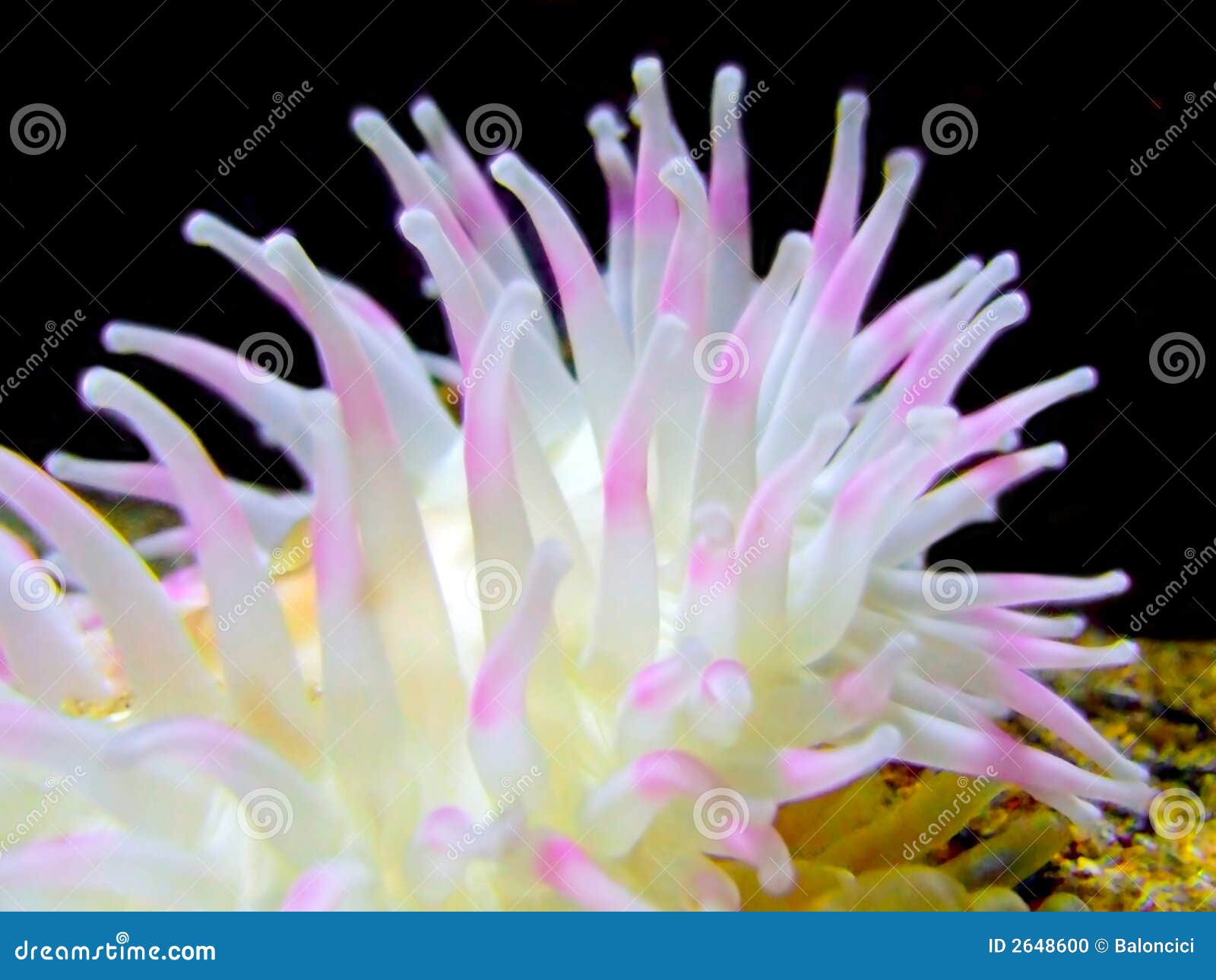 White polyp stock photo. Image of rocks, bubble, ecological - 2648600