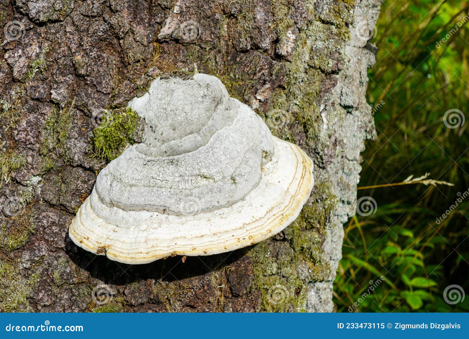 White Polypore on Tree Trunk with Large Fruiting Body with Pores or ...
