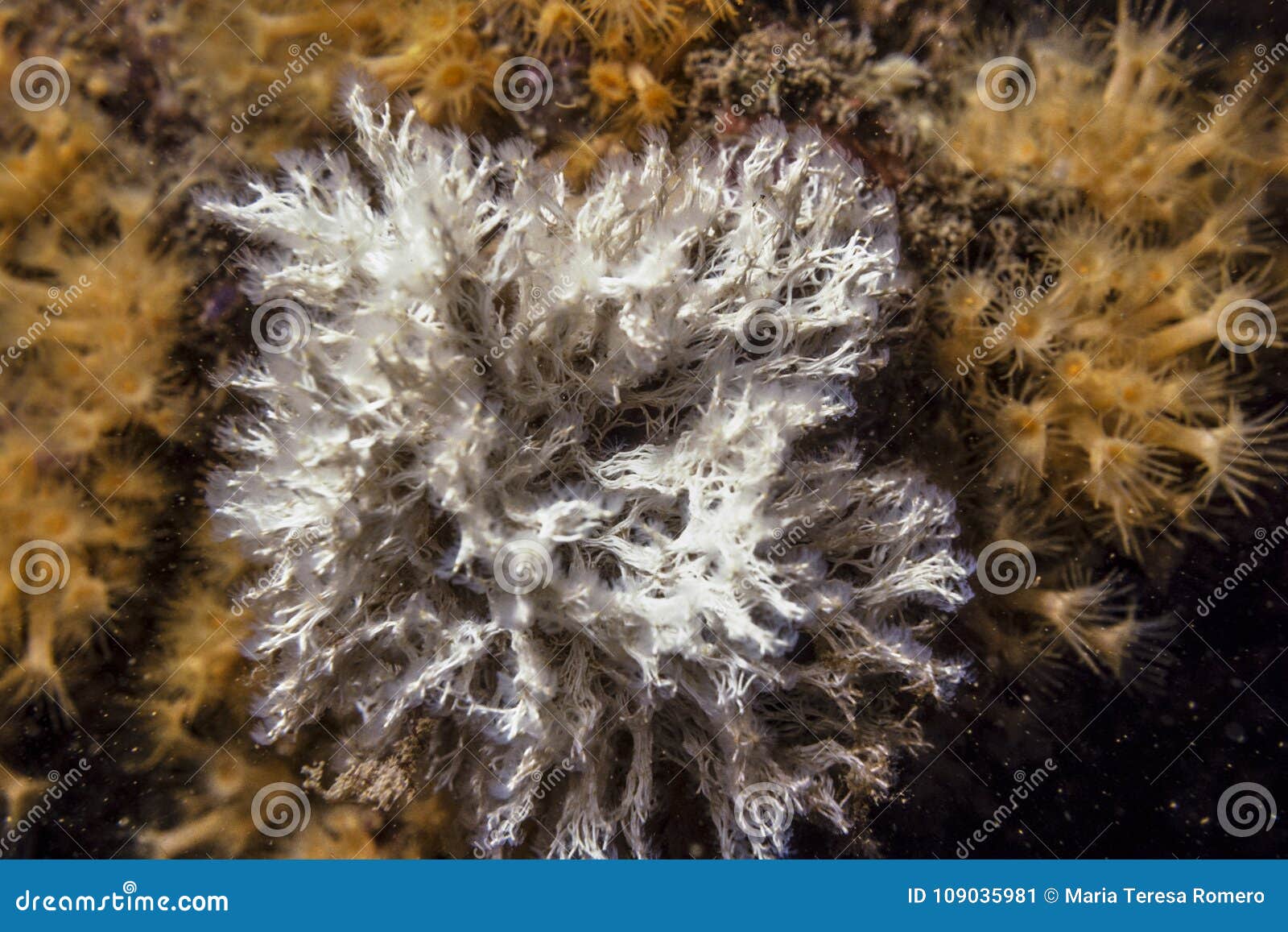 White polyps in the reef stock image. Image of life - 109035981