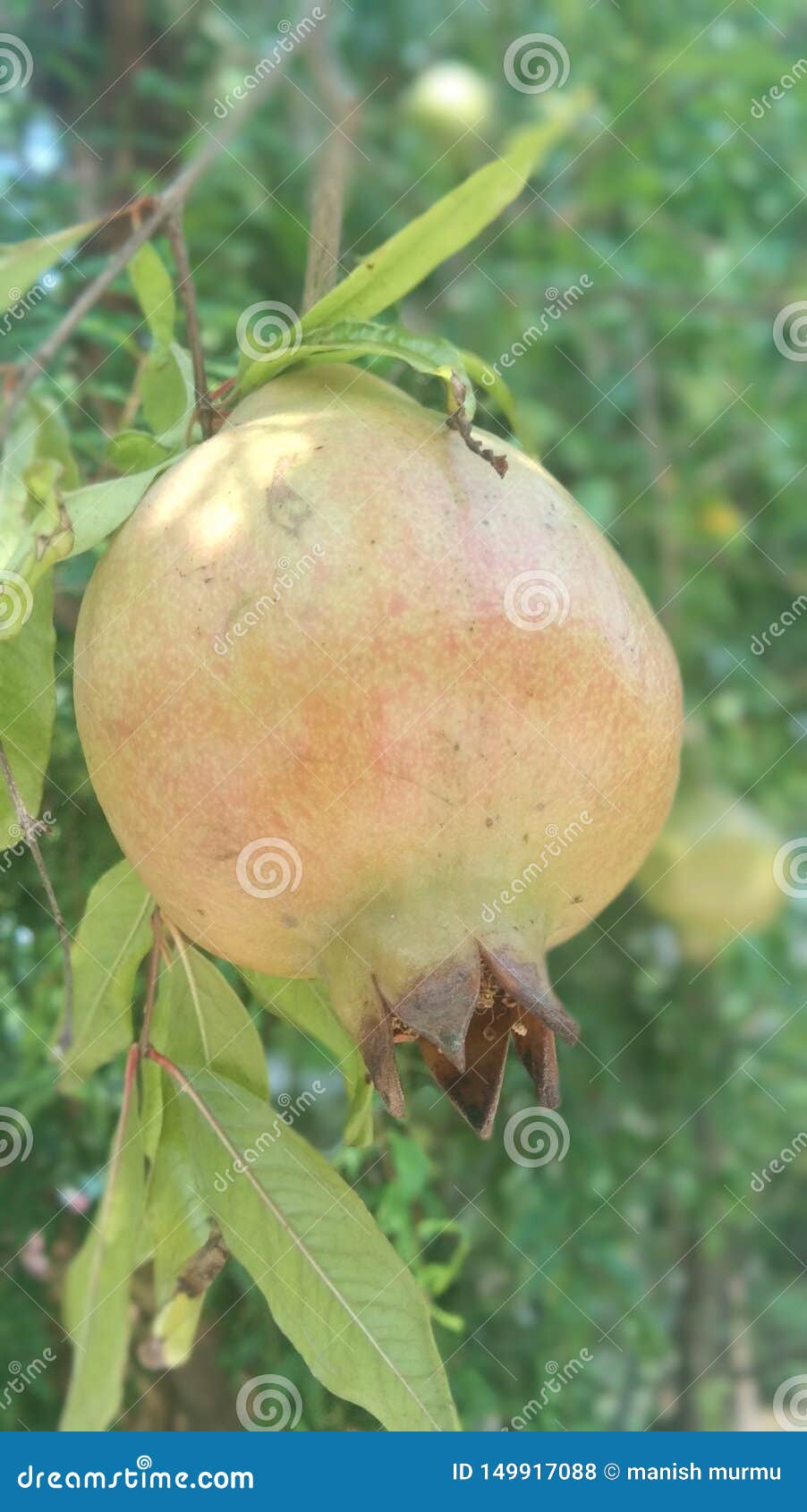 White pomegranate stock photo. Image of pomegranate - 149917088