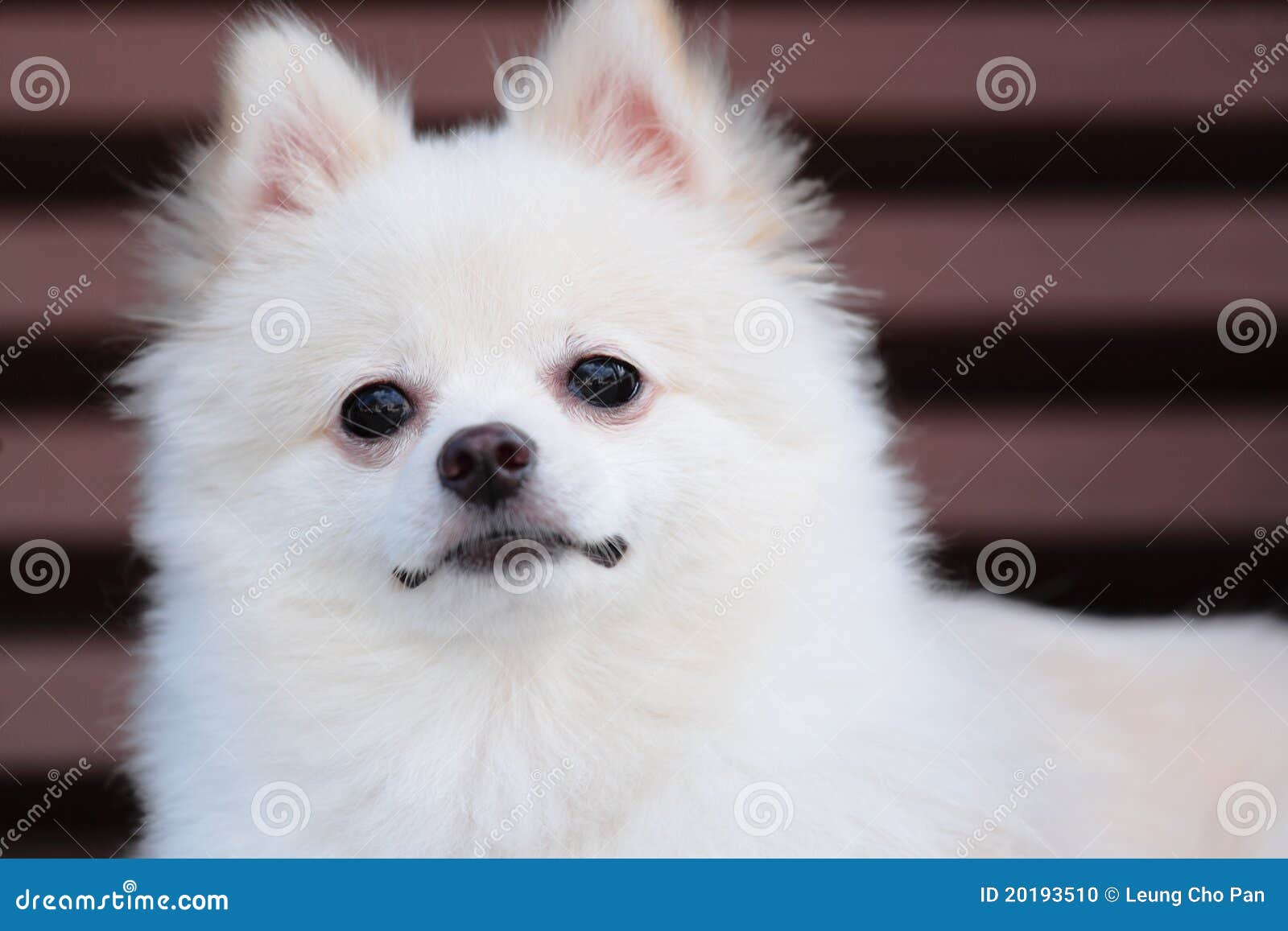 White pomeranian stock photo. Image of look, closeup - 20193510
