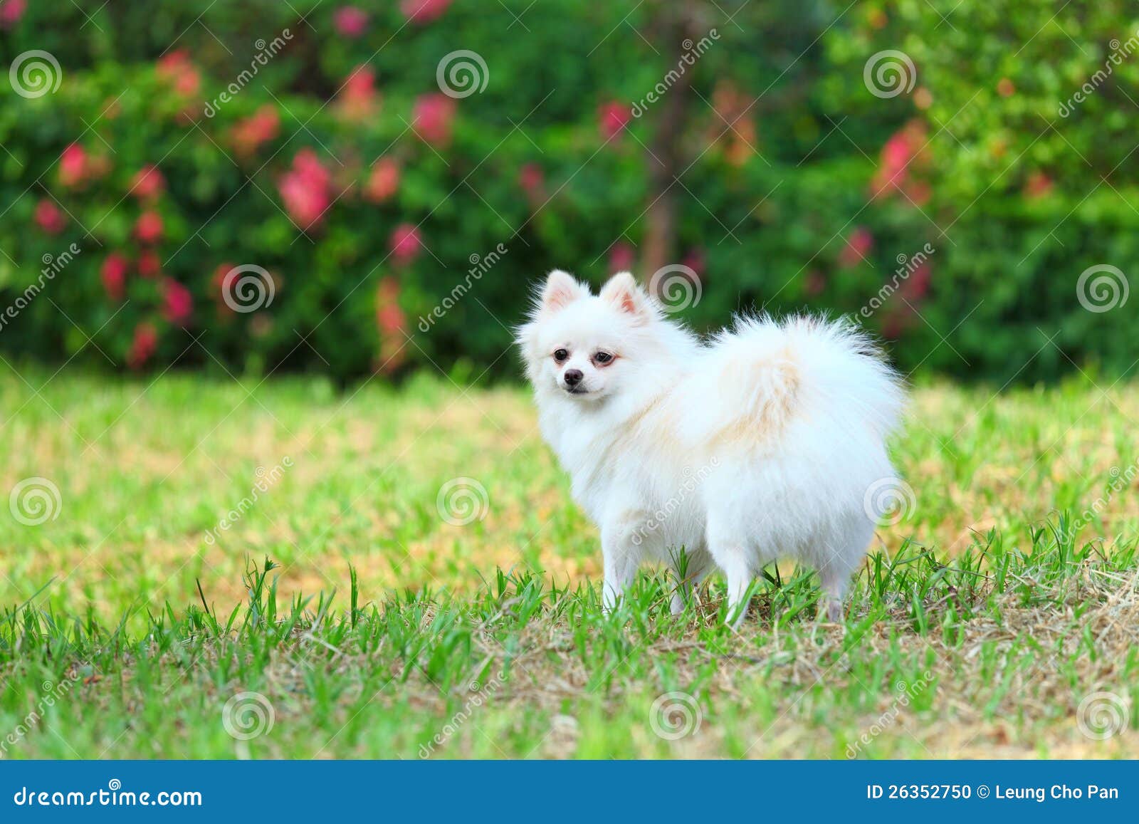 White Pomeranian dog stock photo. Image of outdoor, green - 26352750