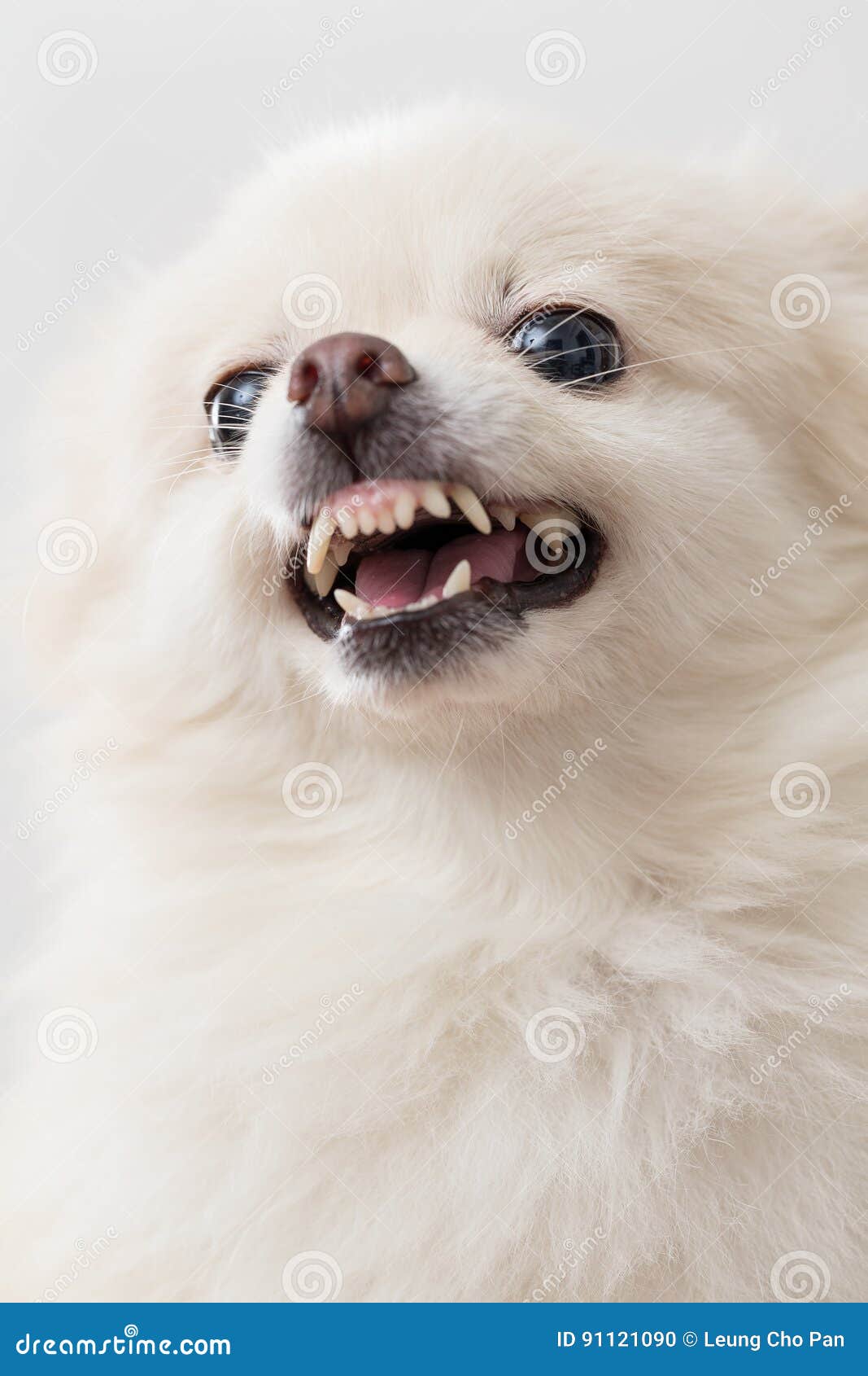 White Pomeranian Getting Angry Stock Photo - Image of face, friend ...