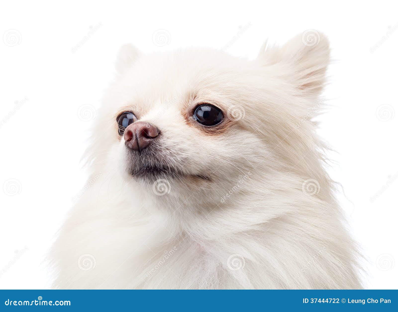 White pomeranian stock photo. Image of studio, side, dwarf - 37444722