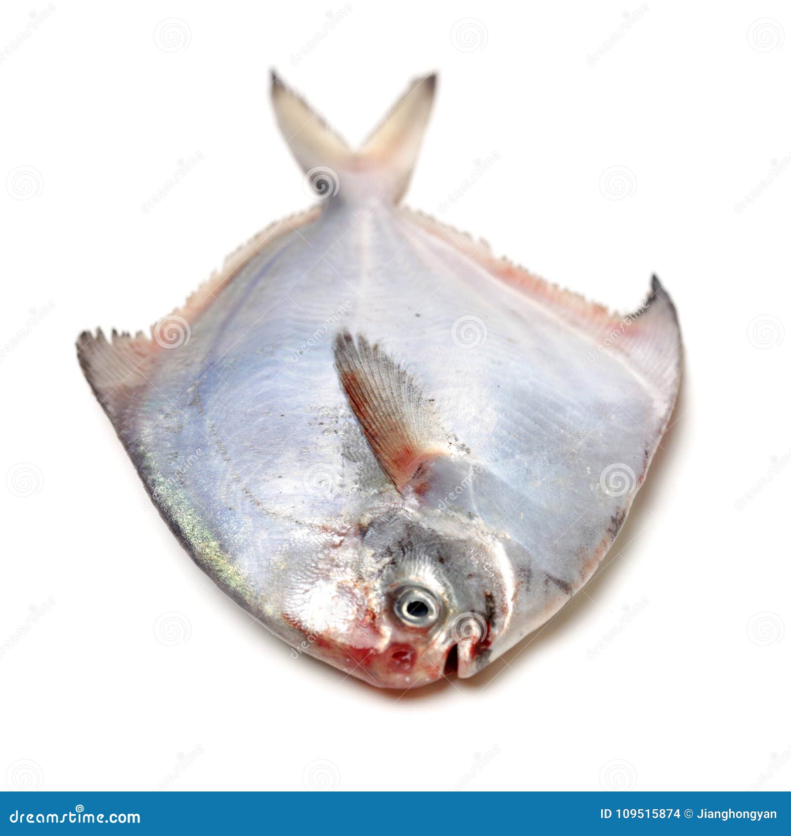 White Pomfret stock photo. Image of tail, backbround - 109515874
