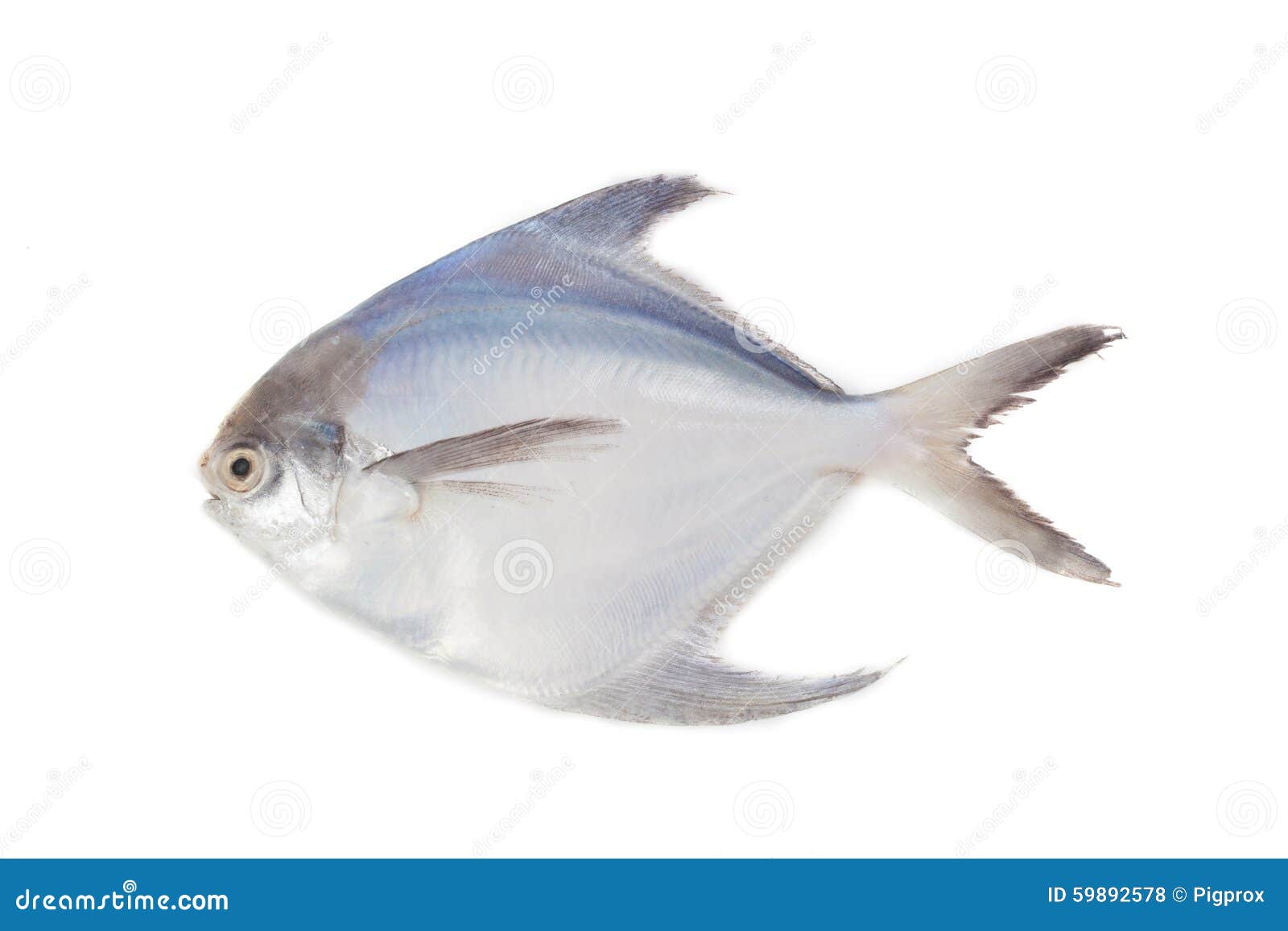 White Pomfret Fish Stock Photography | CartoonDealer.com #31628024