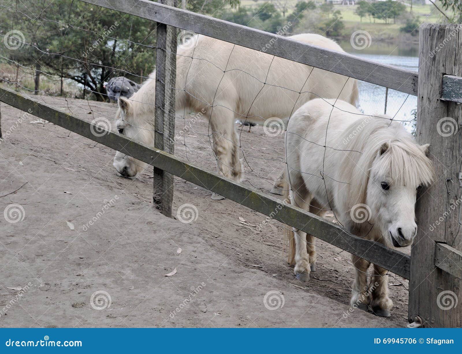 White ponies stock photo. Image of animal, petting, white - 69945706