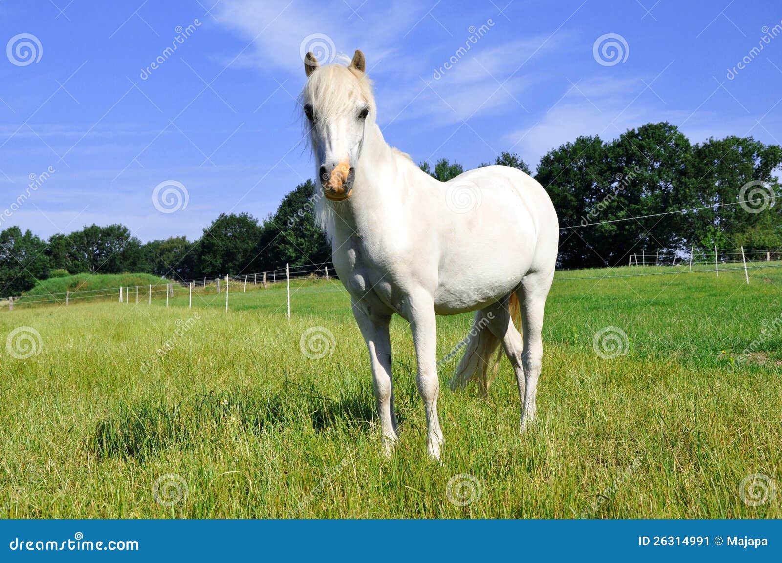 White Pony stock image. Image of country, domestic, animal - 26314991