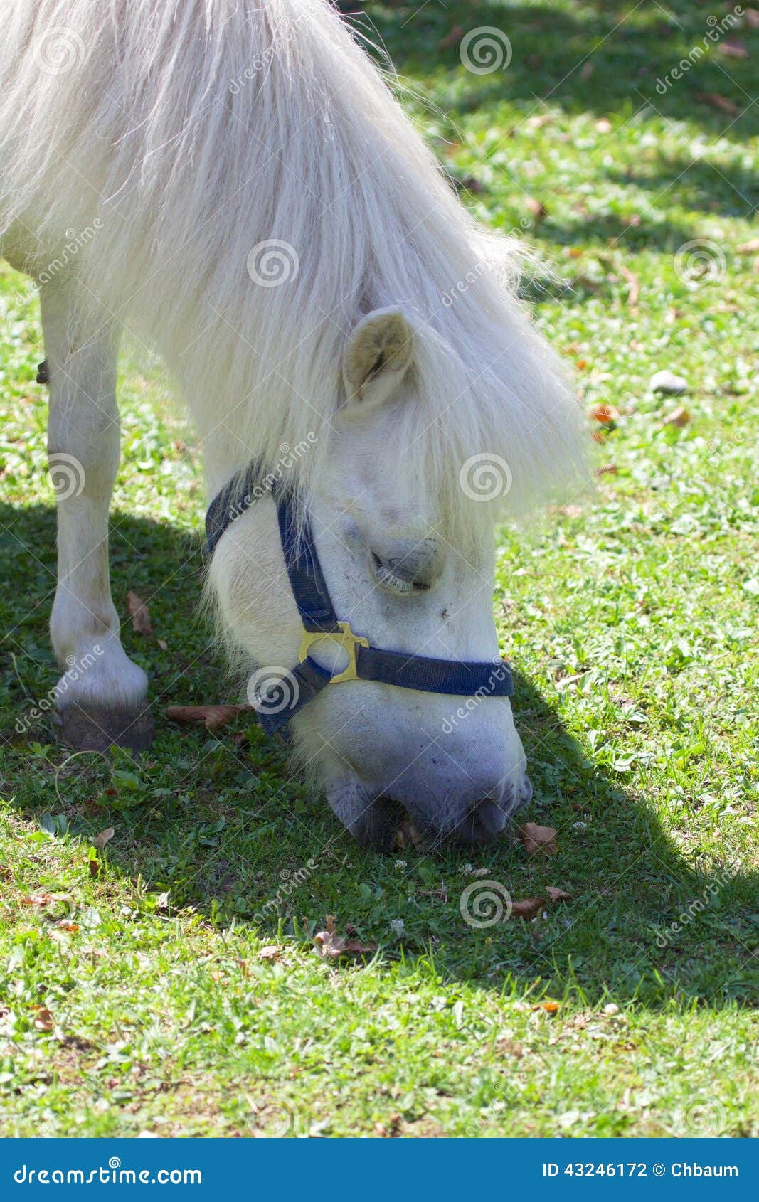 White Pony 001 stock photo. Image of label, natural, munch - 43246172