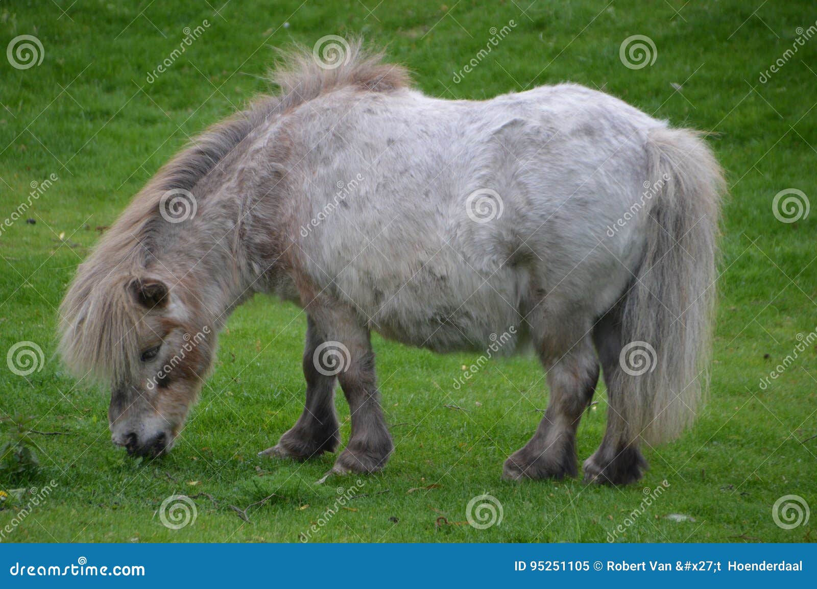 White Pony Eat Grass stock image. Image of pony, standing - 95251105
