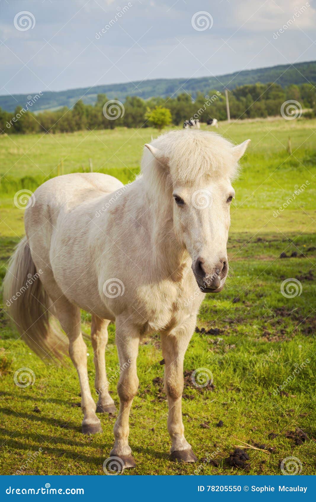 White pony on farm stock photo. Image of horse, freedom - 78205550