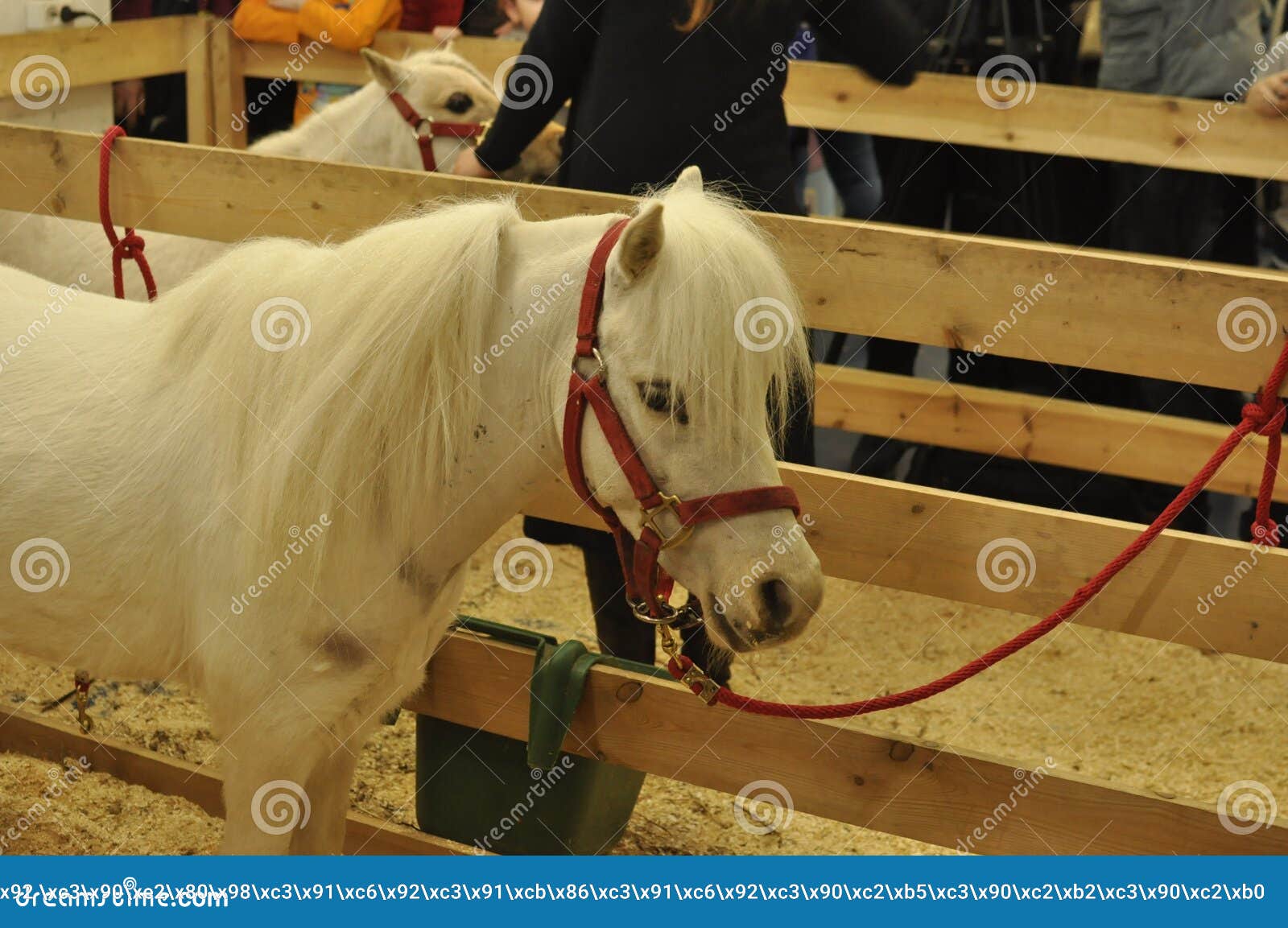 White pony head in profile stock image. Image of farm - 88354809