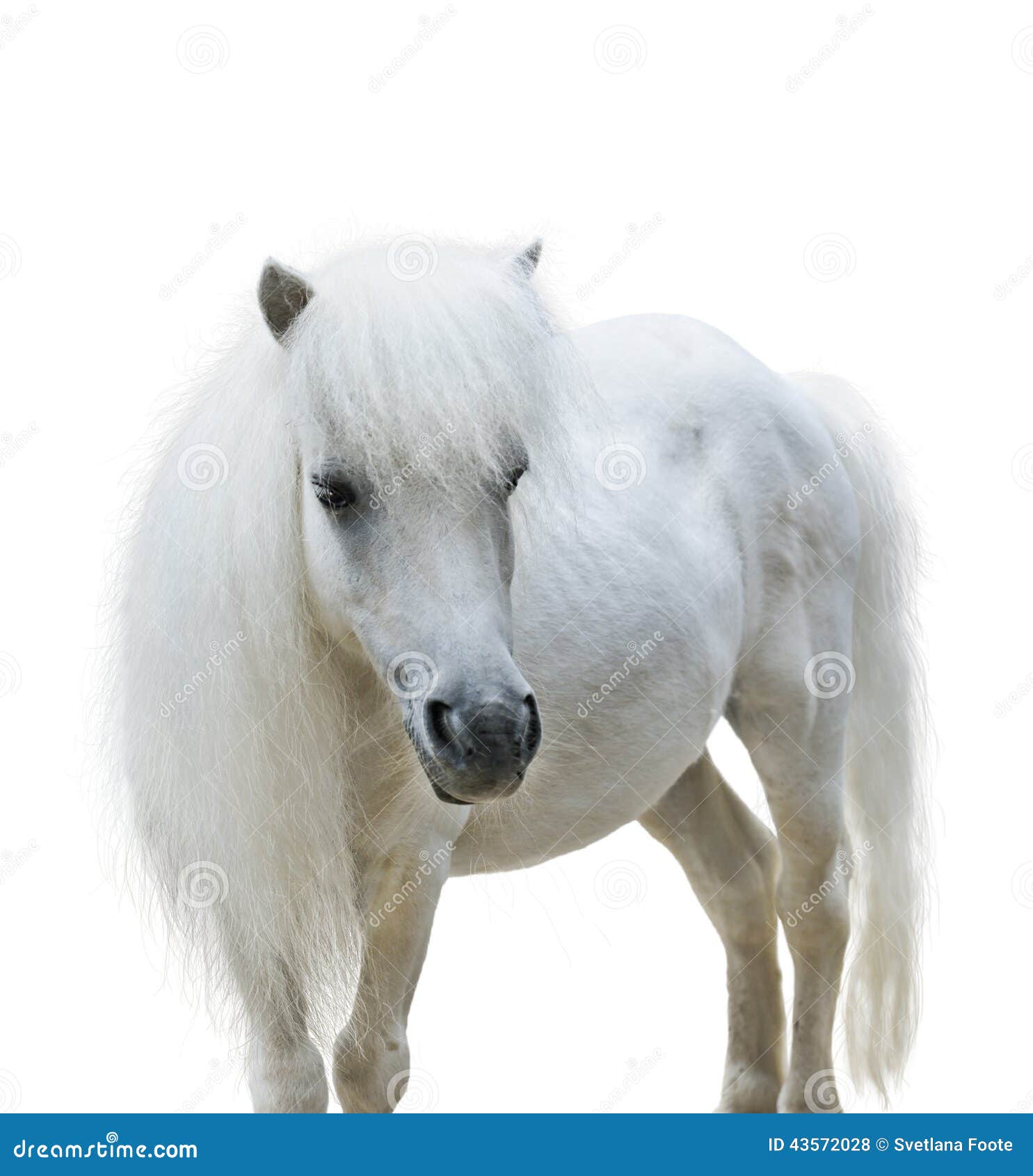 White Pony stock photo. Image of small, horse, isolated - 43572028