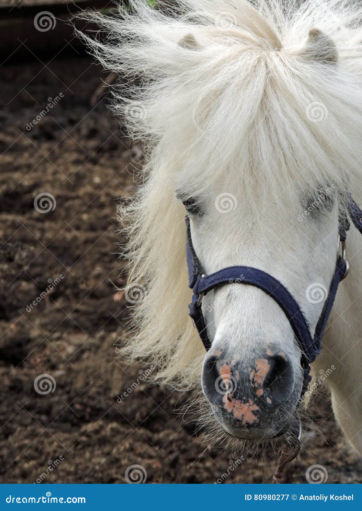 White pony with mane stock image. Image of nose, brown - 80980277