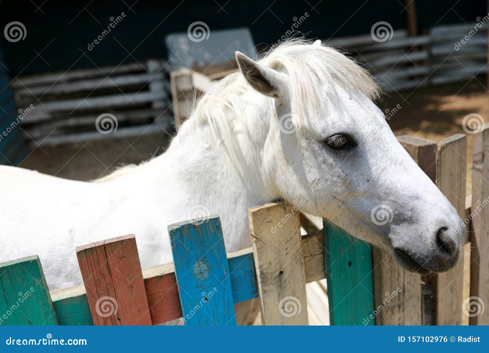 White pony in paddock stock photo. Image of outdoor - 157102976