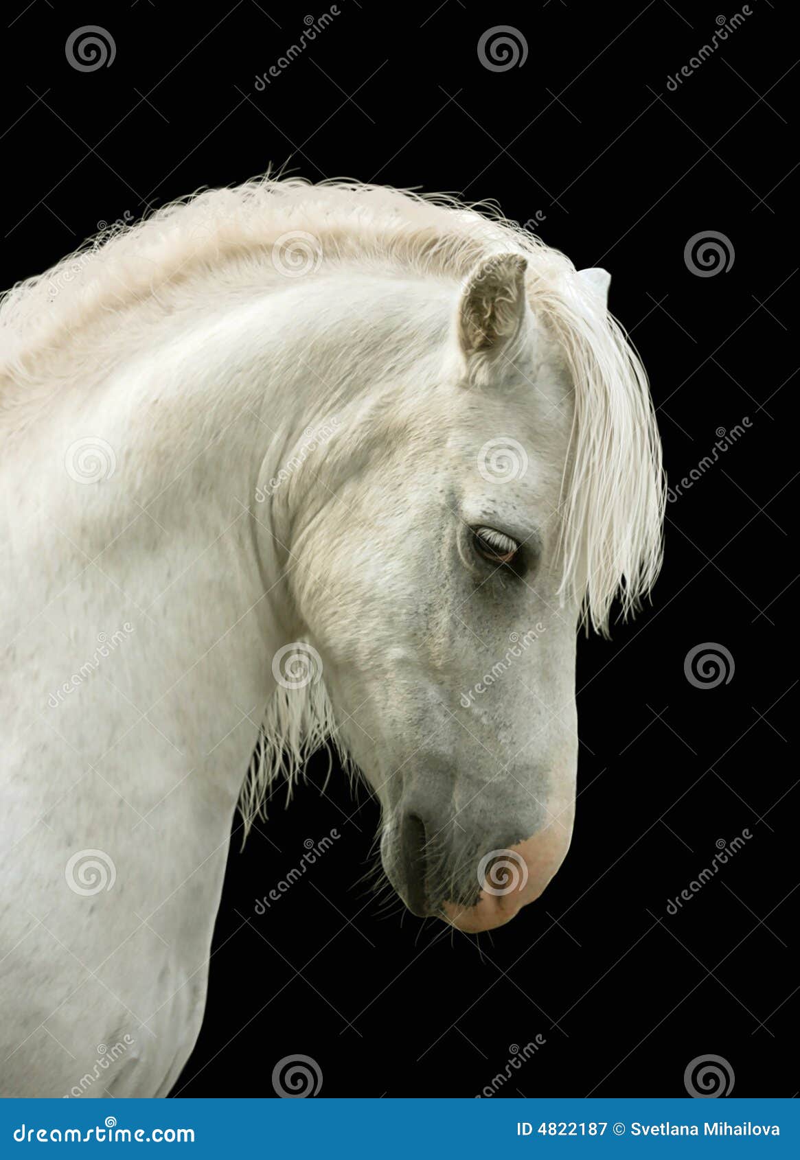 White pony s head stock image. Image of pony, vertical - 4822187