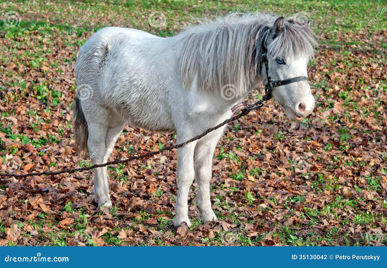White pony stock photo. Image of pasture, natural, outside - 35130042
