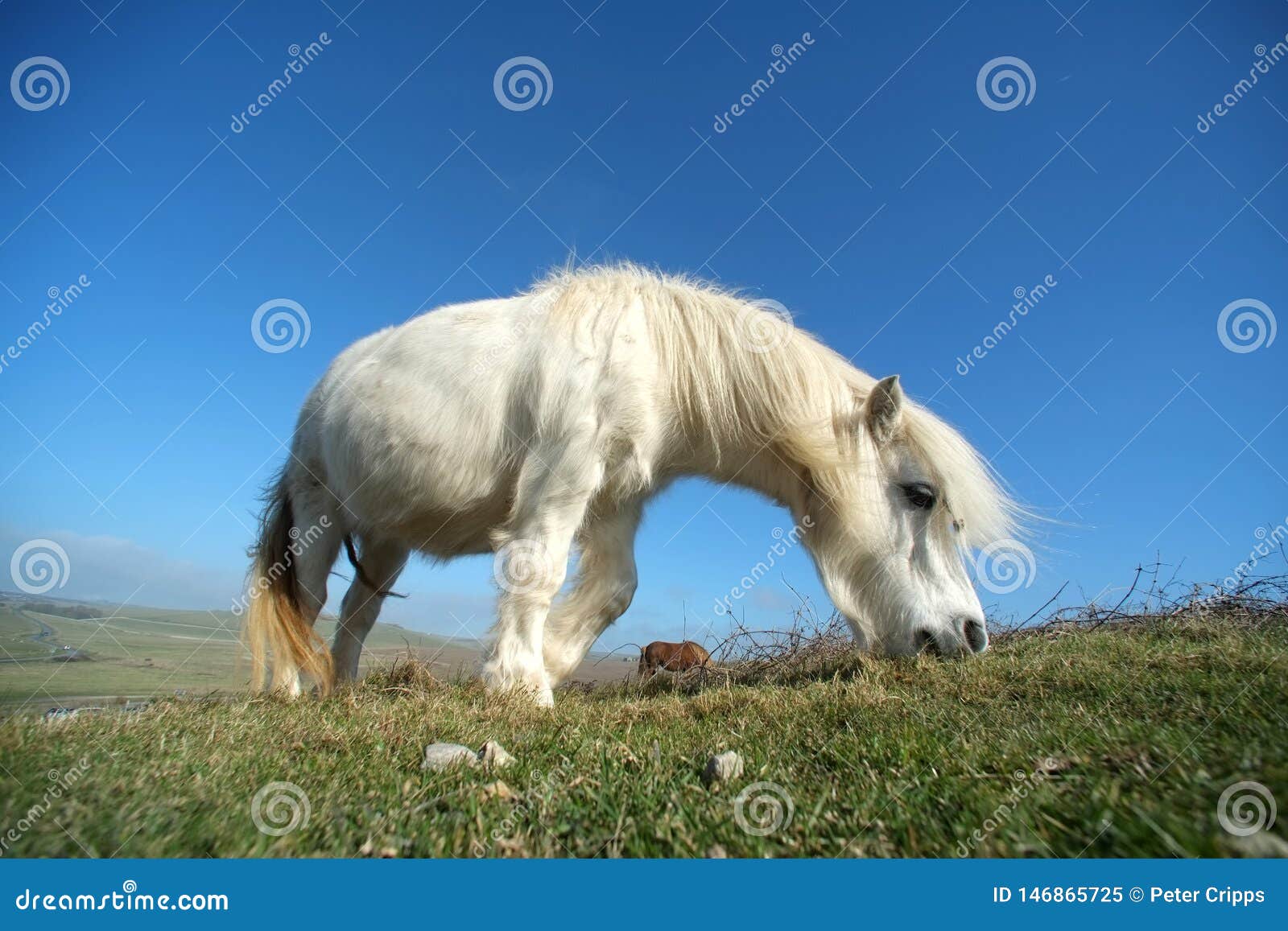 White pony stock image. Image of grazing, white, sunny - 146865725