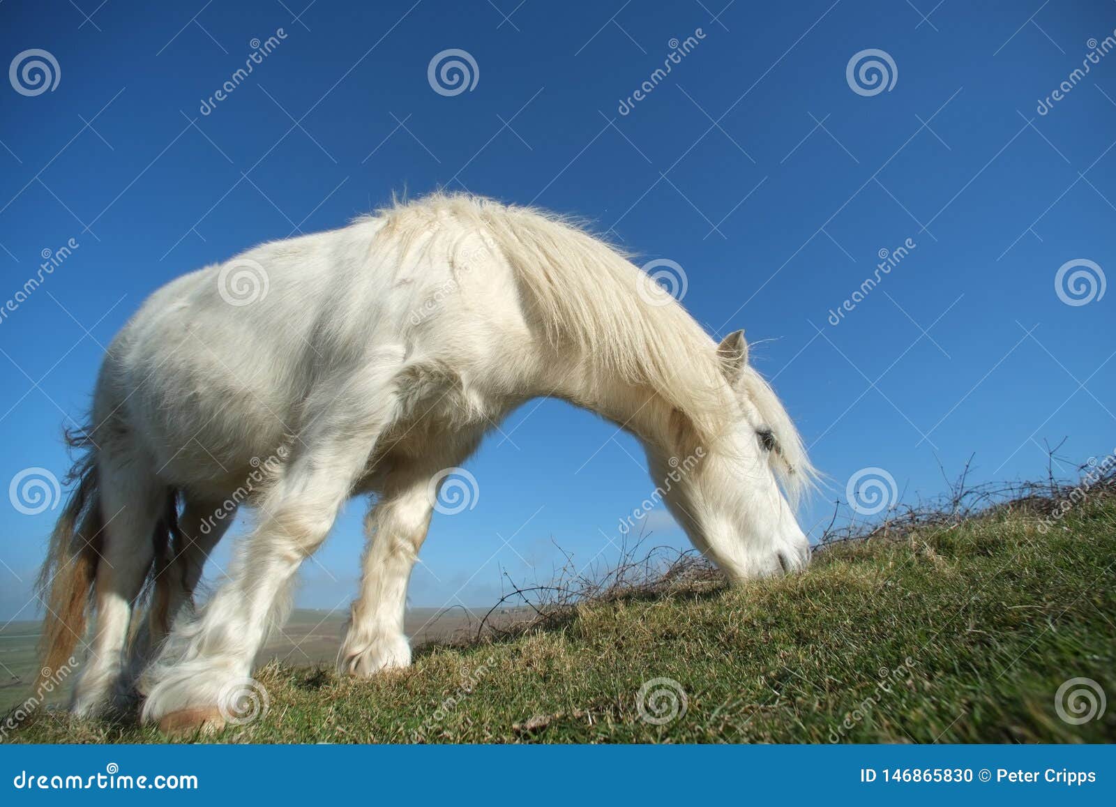 White pony stock photo. Image of grazing, sunny, grey - 146865830