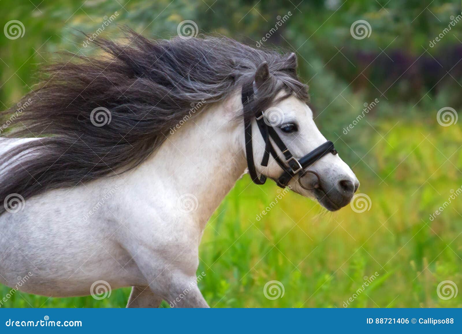 White pony stallion stock photo. Image of beauty, movement - 88721406