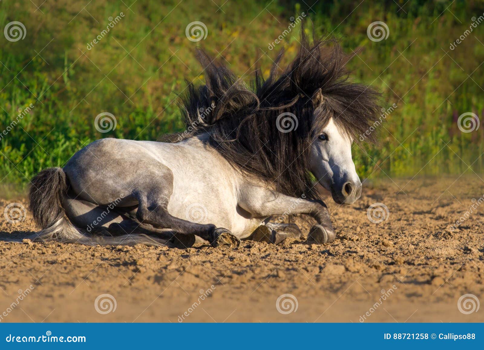 White Pony Stallion Rolling Stock Photo - Image of rest, head: 88721258