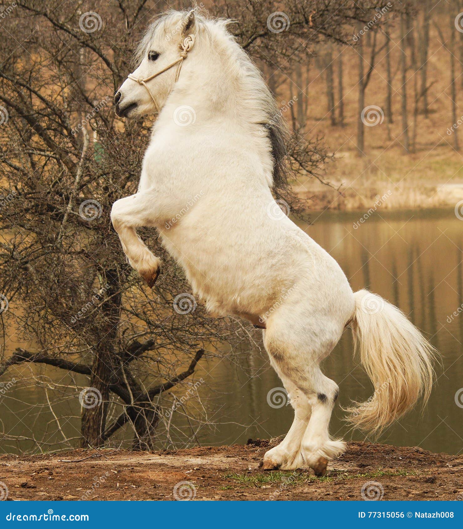 Pony Standing Under A Tree And Eats Green Grass Royalty-Free Stock ...