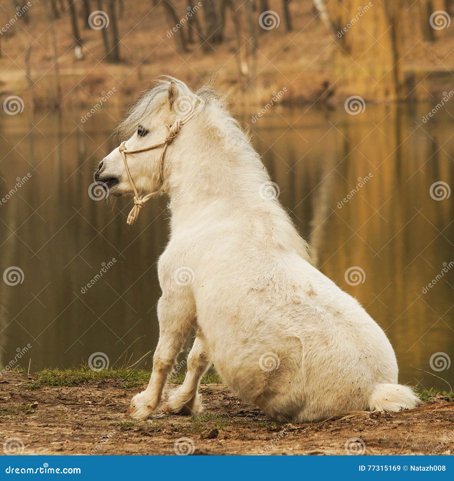 White Pony Standing on the Ground on a Background of an Autumn Forest ...