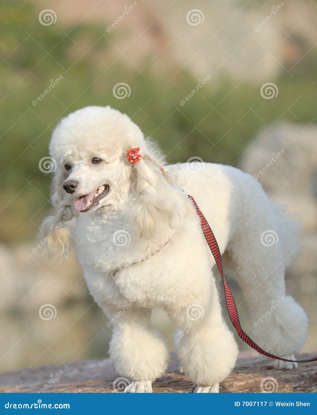 White poodle stock image. Image of doggie, standard, caniche - 7007117