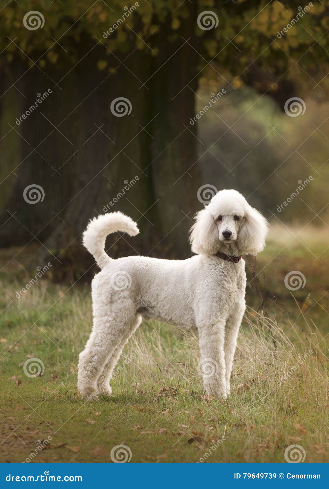 White poodle stock image. Image of domestic, wildlife - 79649739