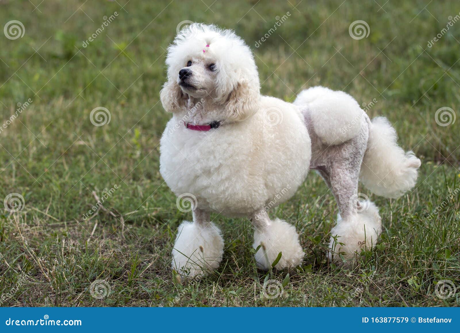 White poodle stock image. Image of meadow, white, poodle - 163877579